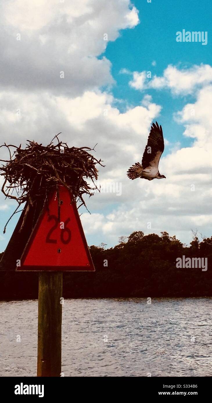 Osprey in flight, Florida waterway near Naples Stock Photo - Alamy