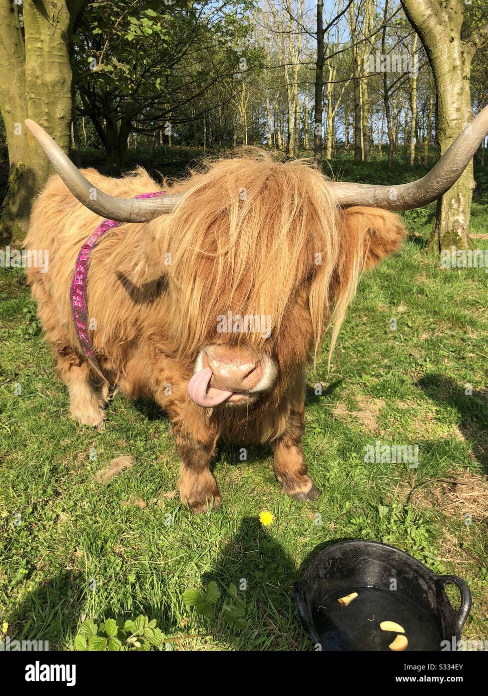 Pedigree Highland Cow High Resolution Stock Photography and Images - Alamy