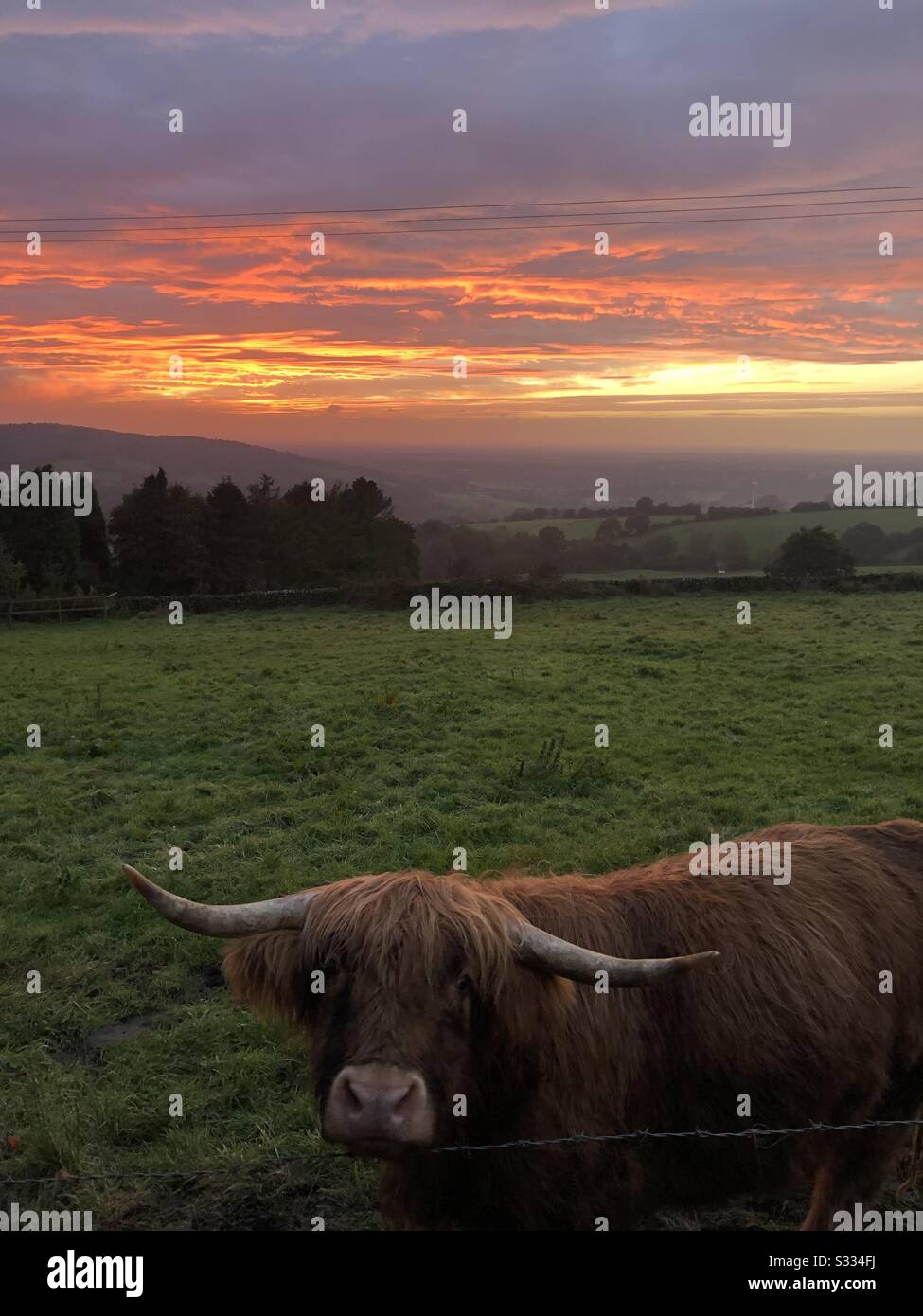 Highland coo hi-res stock photography and images - Alamy