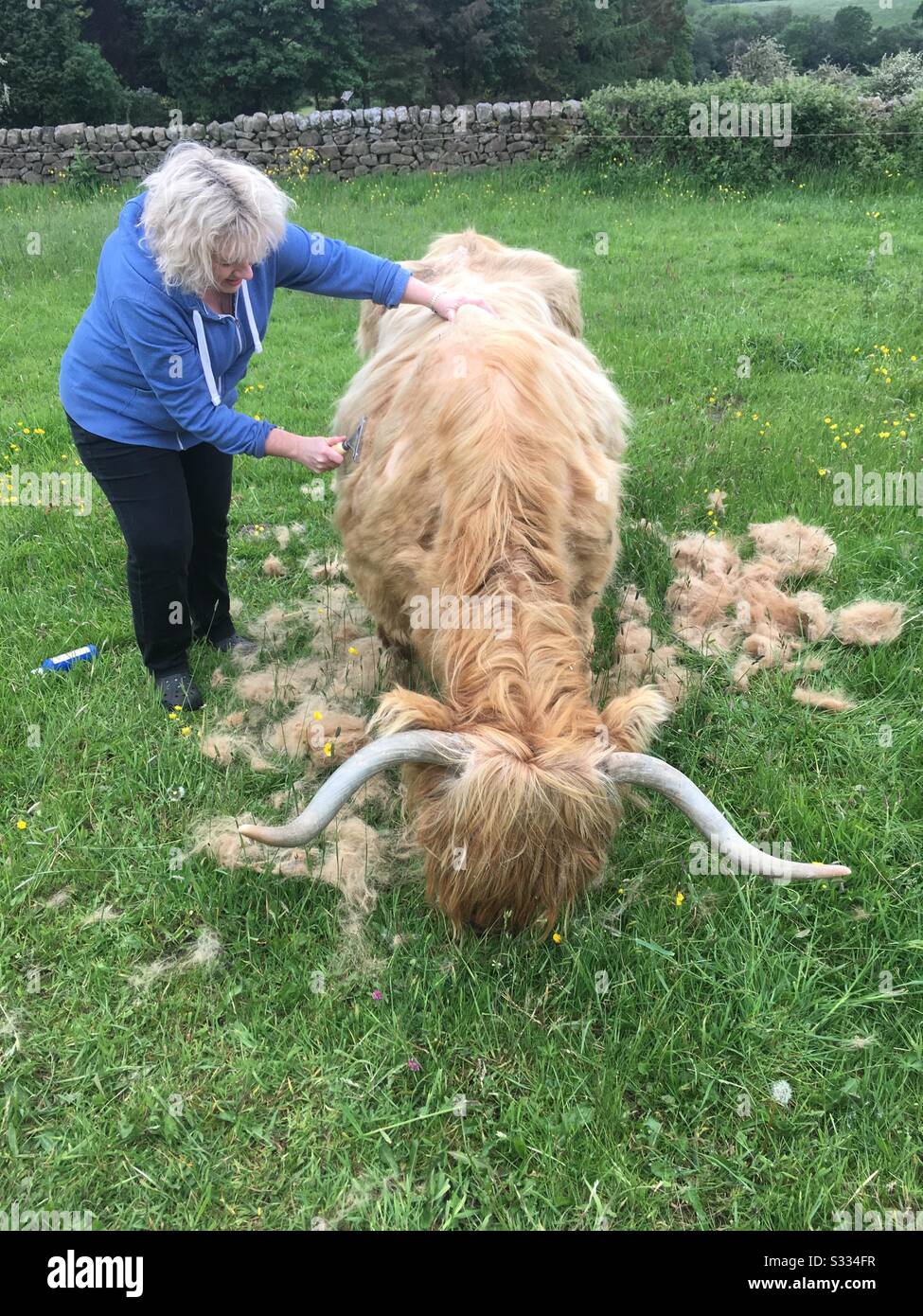 Grooming session hi-res stock photography and images - Alamy