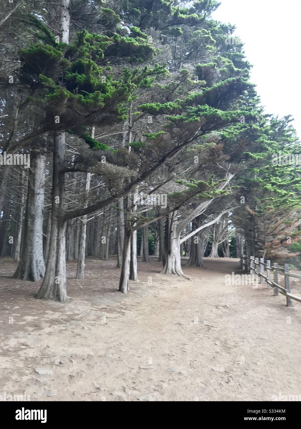 Row of trees and fence Stock Photo - Alamy