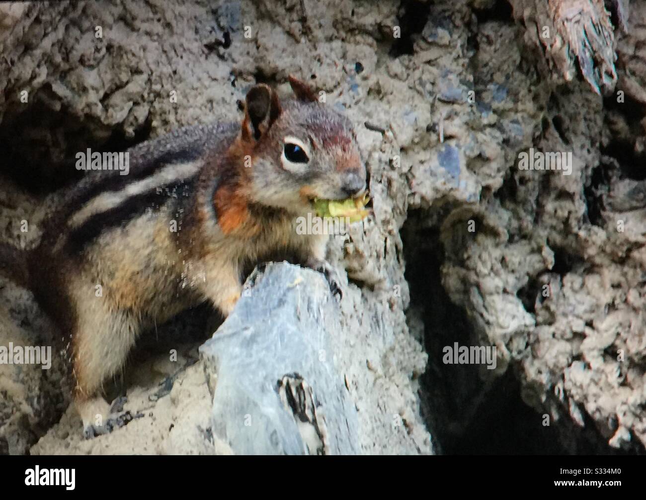 Wildlife of North America, chipmunk, small, striped rodents (Marmotini ...