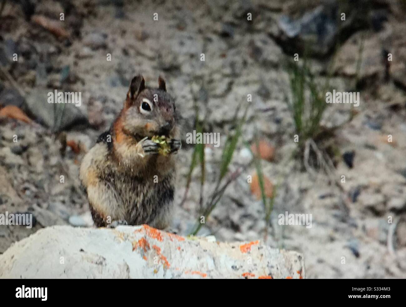 Wildlife of North America, chipmunk, small, striped rodents (Marmotini ...