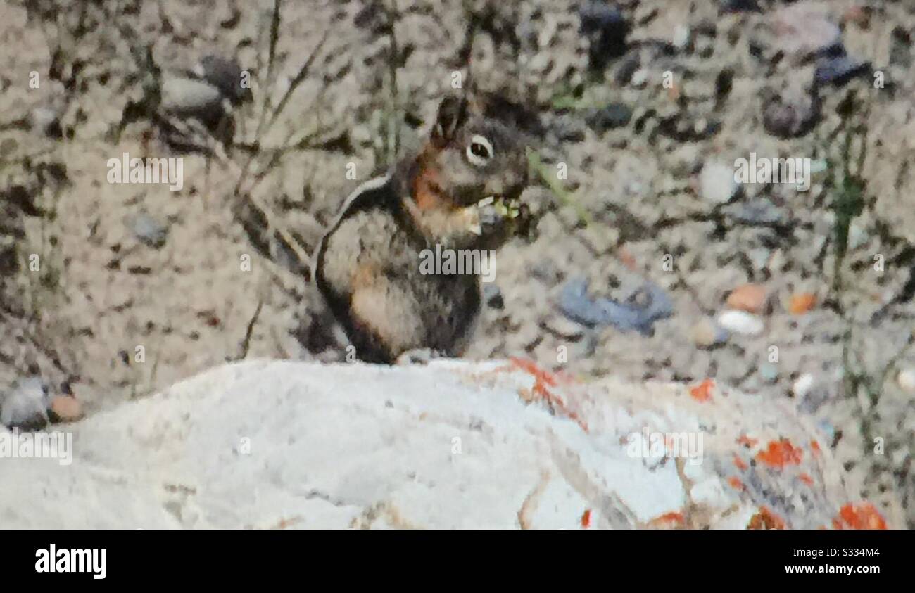 Wildlife of North America, chipmunk, small, striped rodents (Marmotini ...