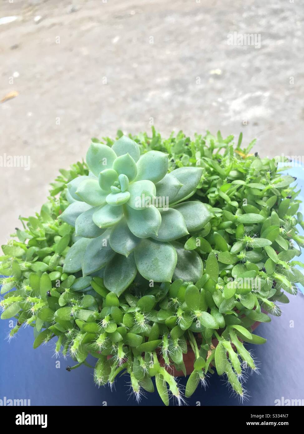 Lotus green hi-res stock photography and images - Alamy