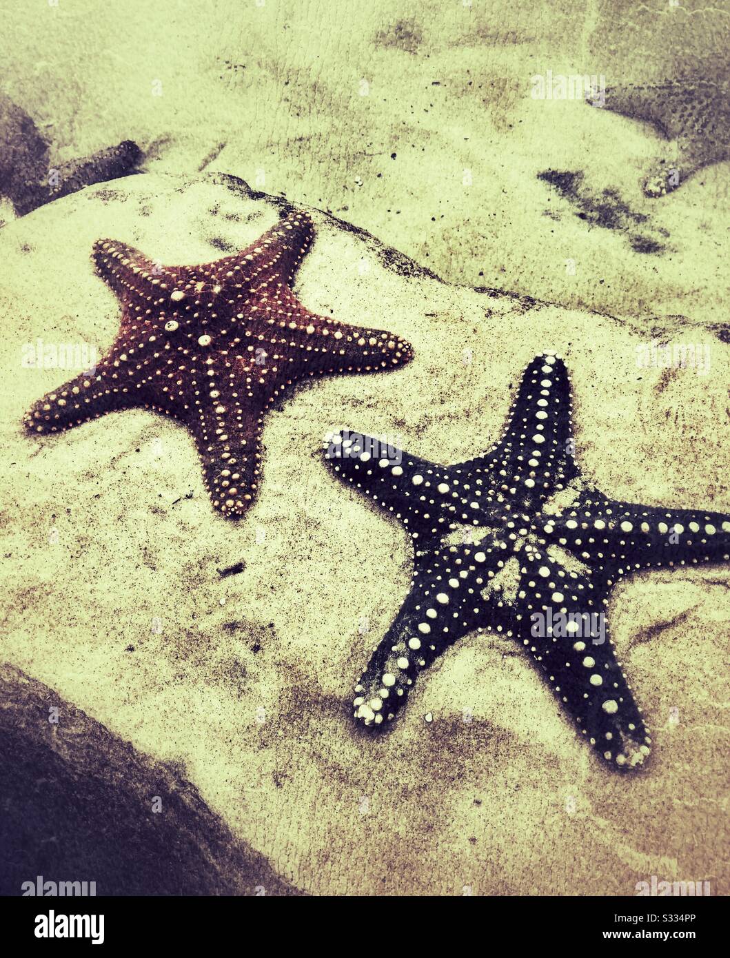 Starfish sea floor hi-res stock photography and images - Alamy