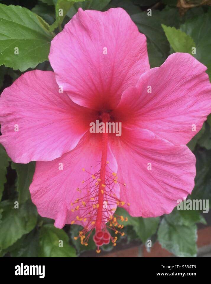 Hawaiian hibiscus full bloom hi-res stock photography and images - Alamy