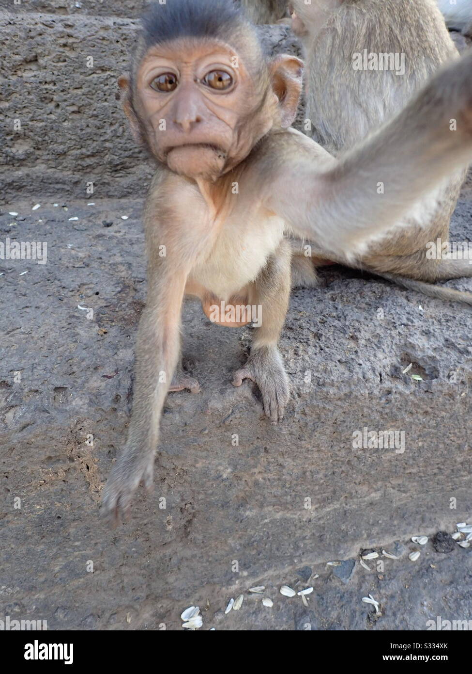 Monkey with camera hi-res stock photography and images - Alamy