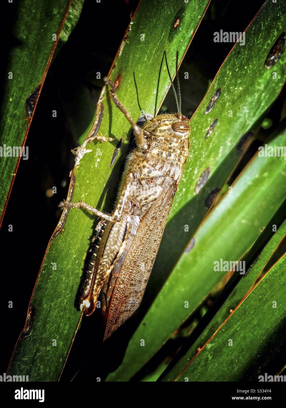Grasshopper with wings hi-res stock photography and images - Alamy