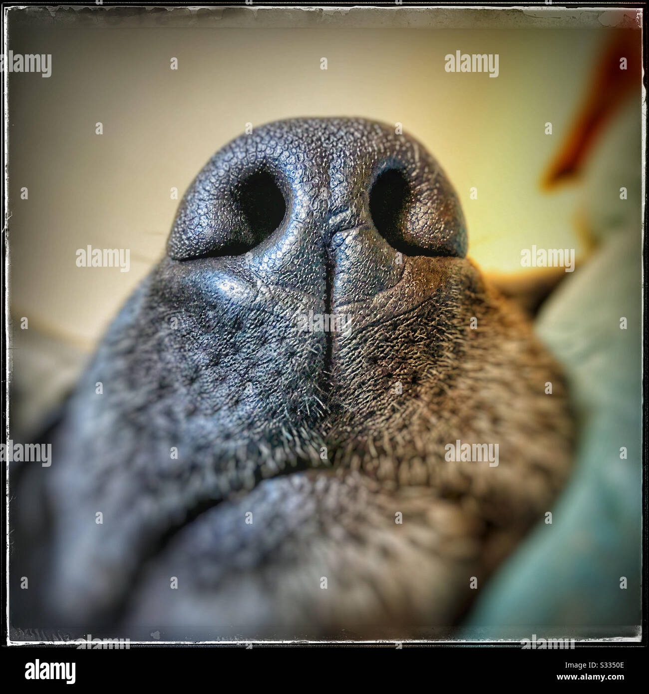 Labrador dog snout Stock Photo - Alamy
