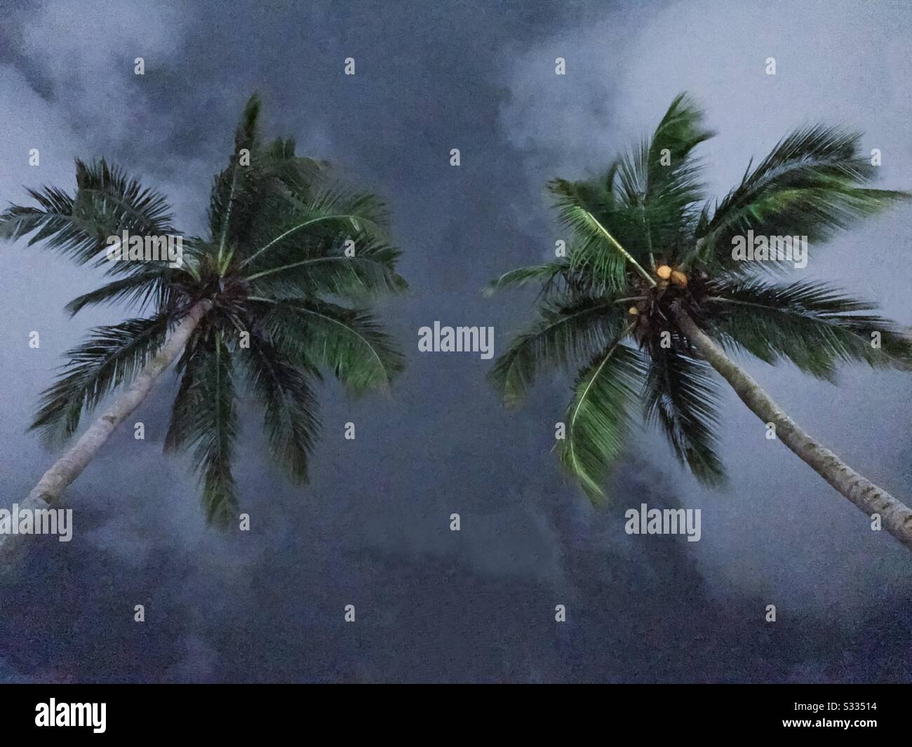 Two coconut tree facing each other during night in Kuantan, Pahang ...