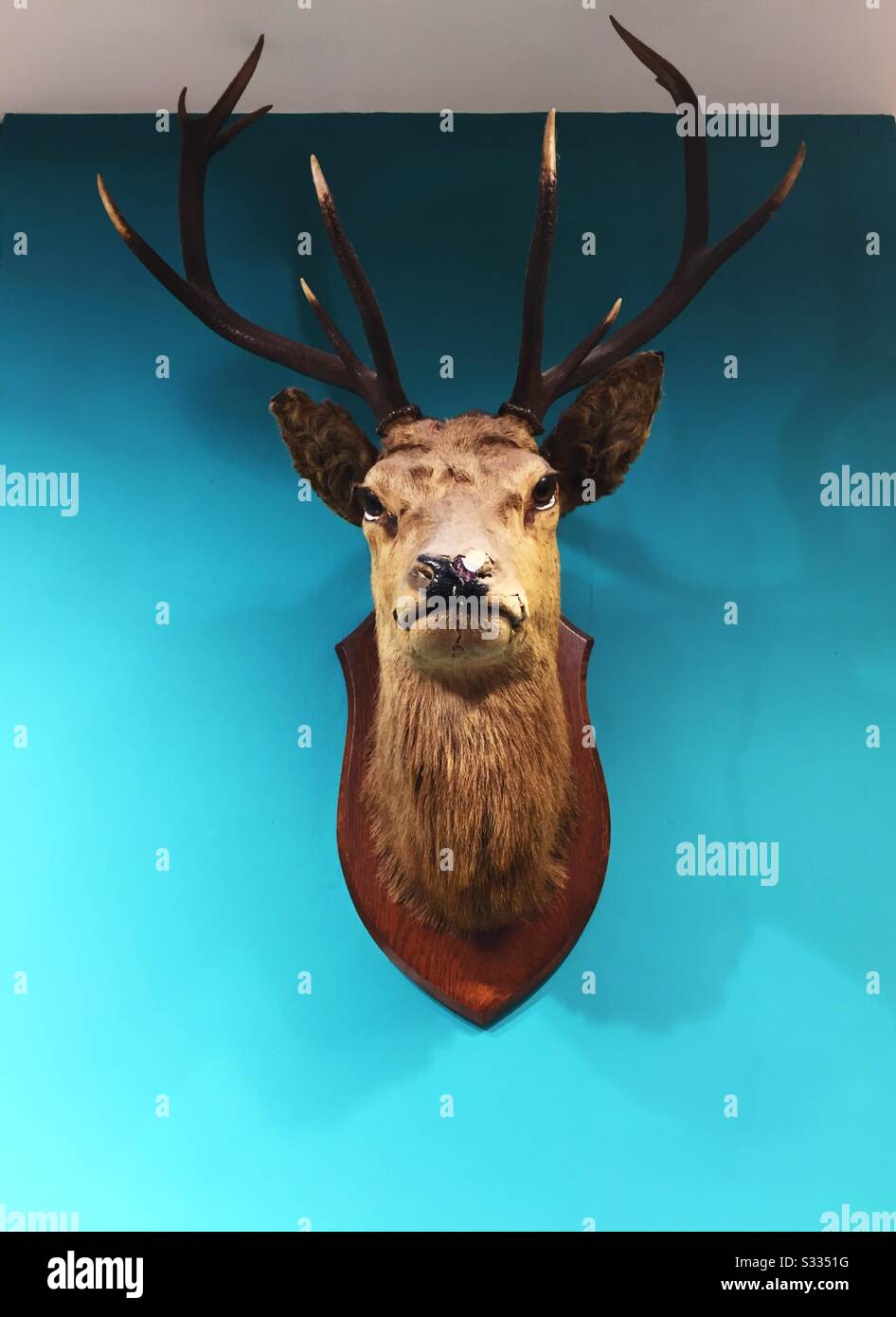 Stag head hi-res stock photography and images - Alamy