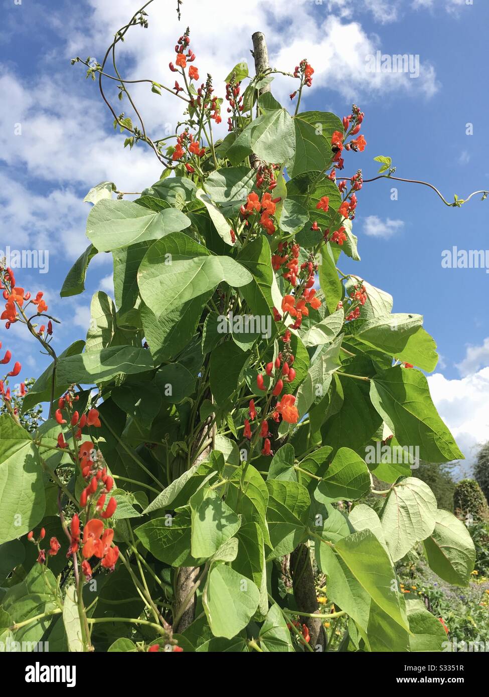 Runner bean plant Stock Photo - Alamy