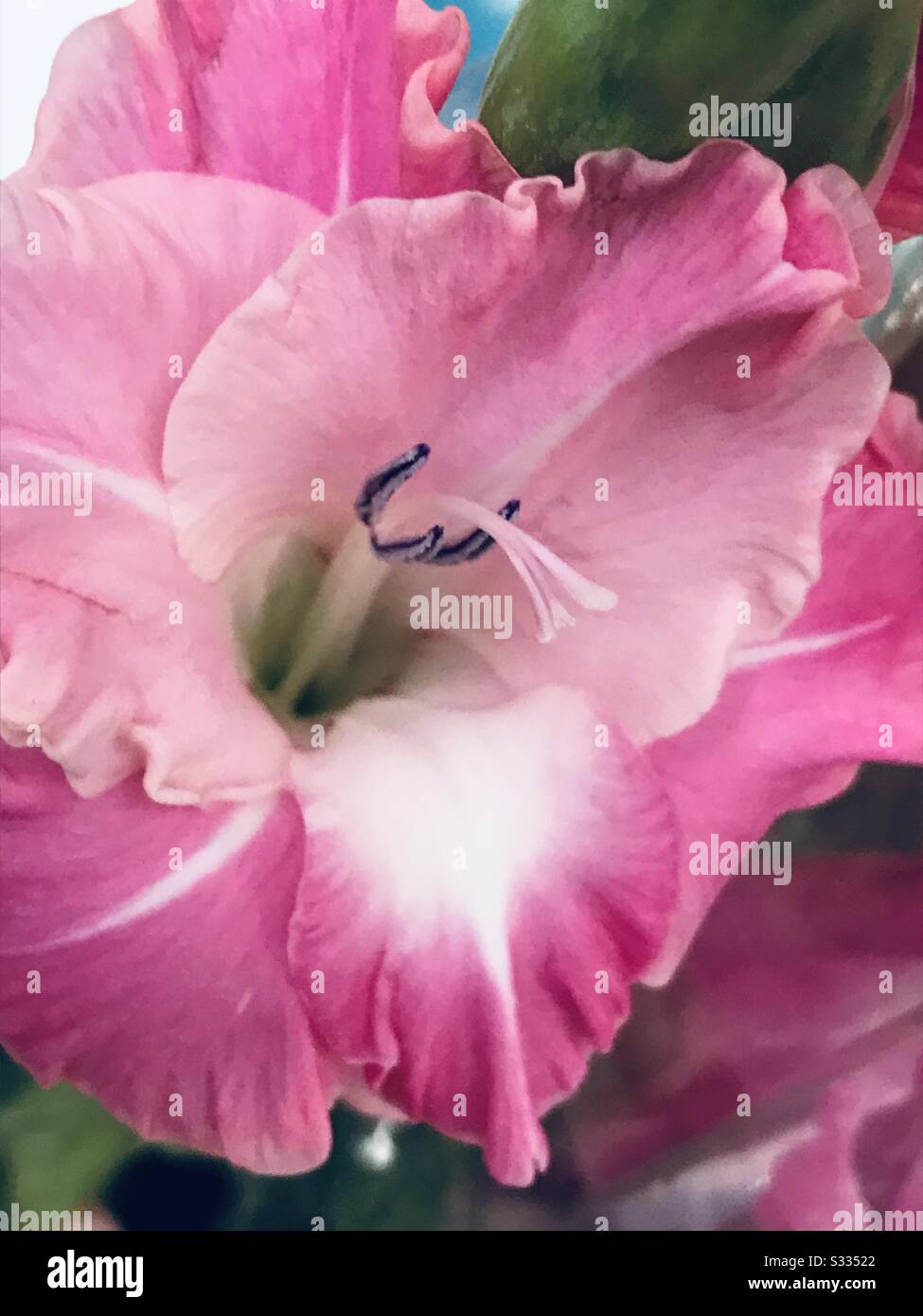 Single stem flower hi-res stock photography and images - Alamy