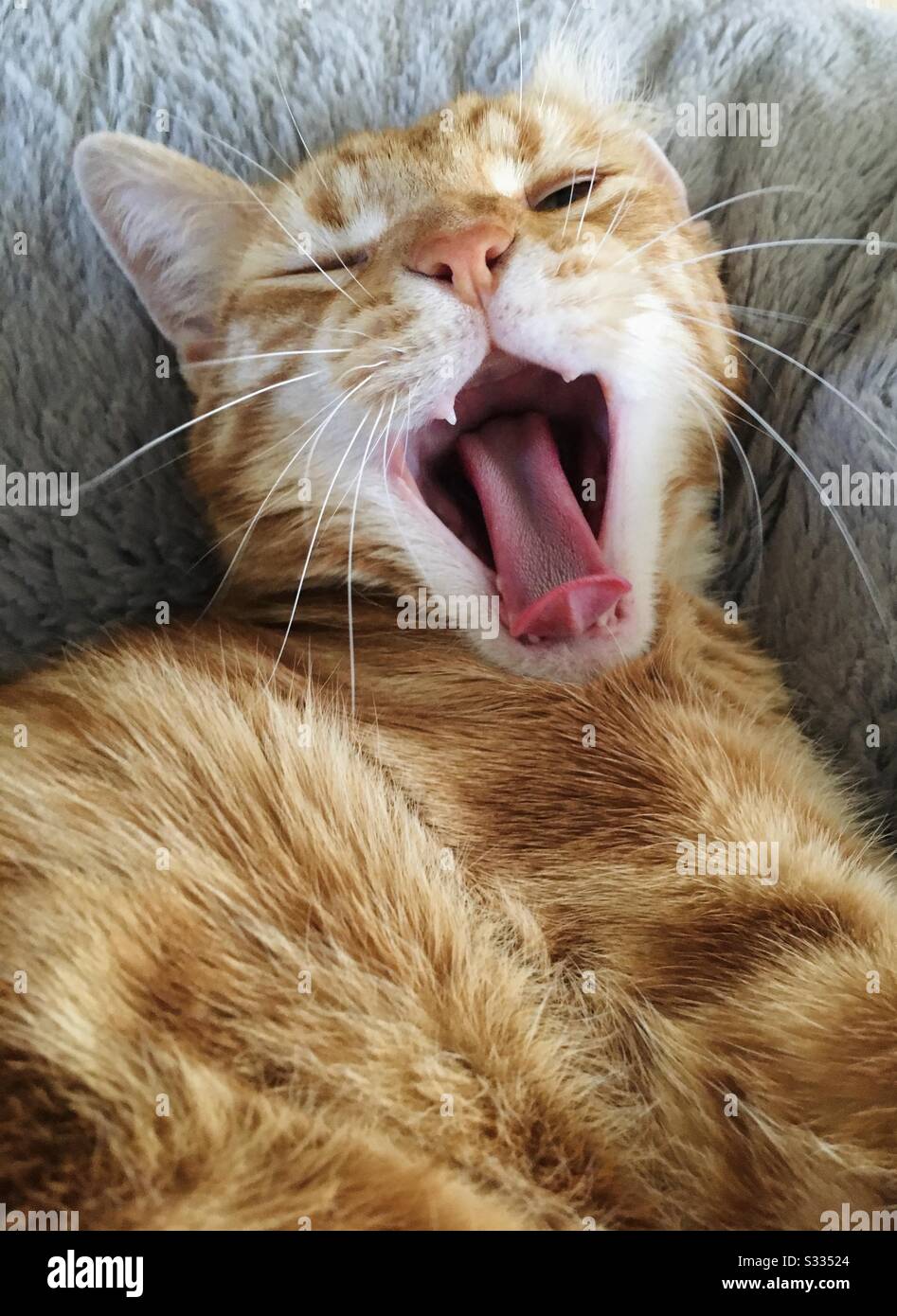 Cute Yawning Animals