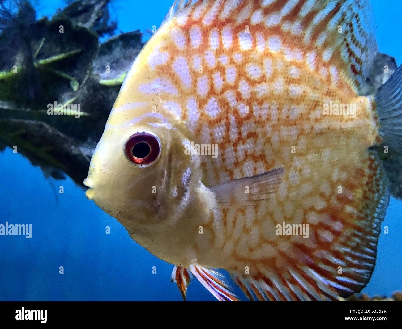 Yellow discus hi-res stock photography and images - Alamy