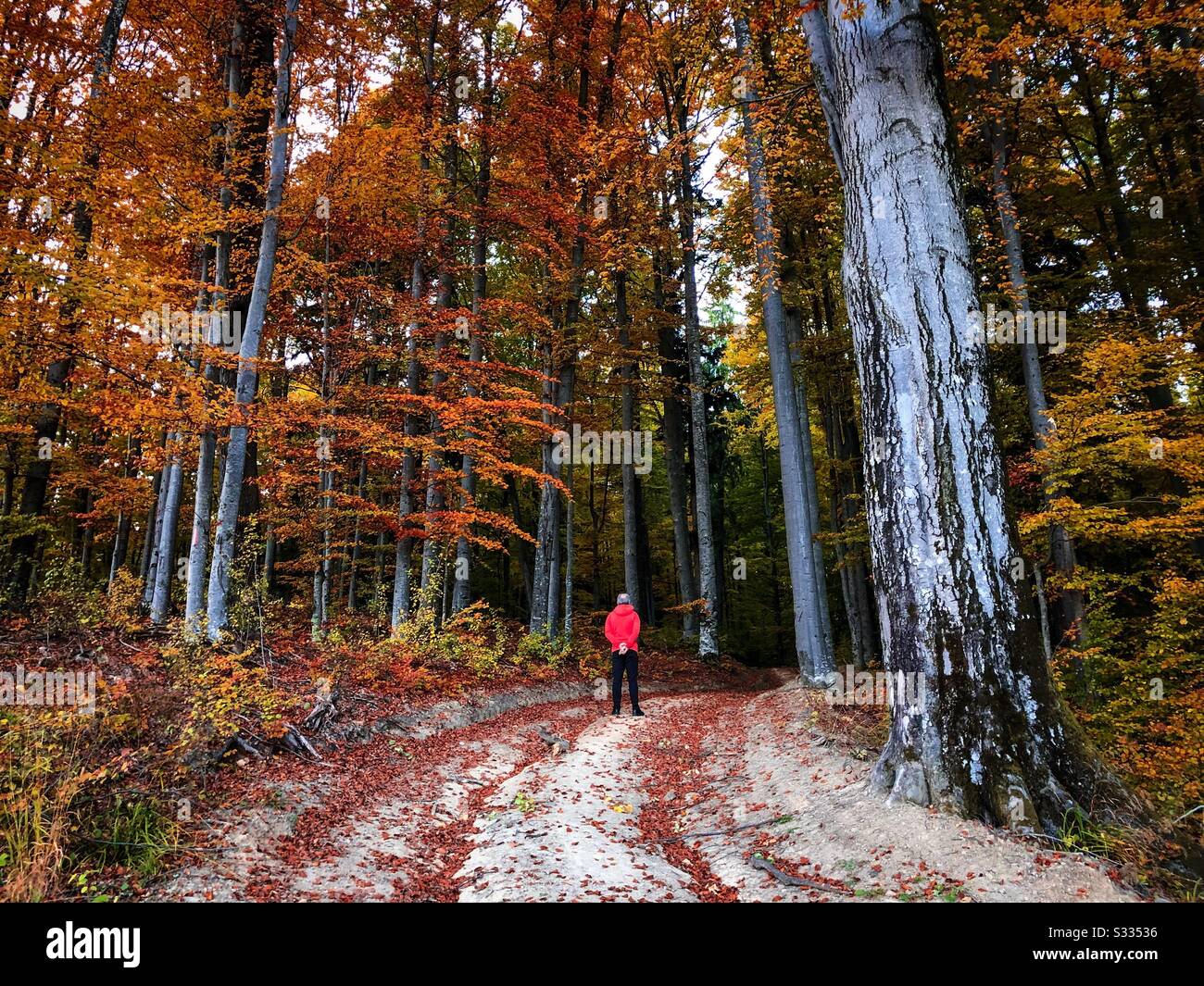 Hiking in autumn in the forest Stock Photo - Alamy