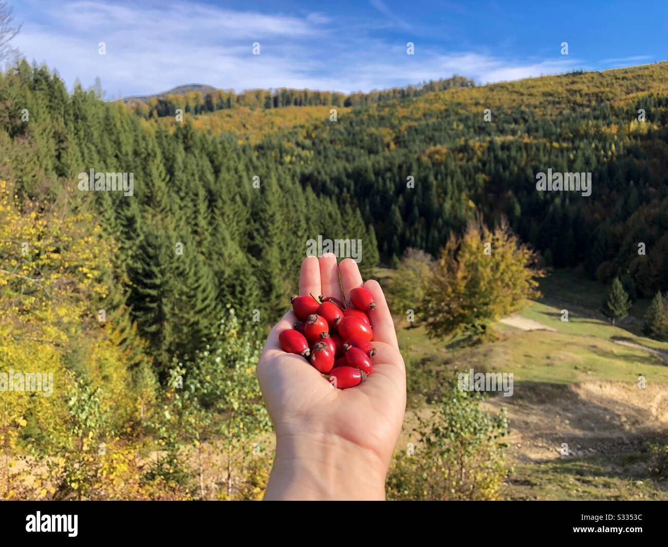 Briers hi-res stock photography and images - Alamy