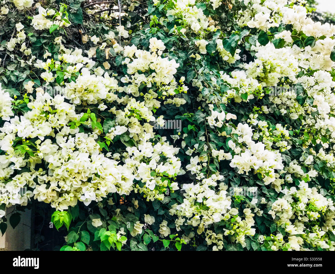 Month flowers hi-res stock photography and images - Alamy