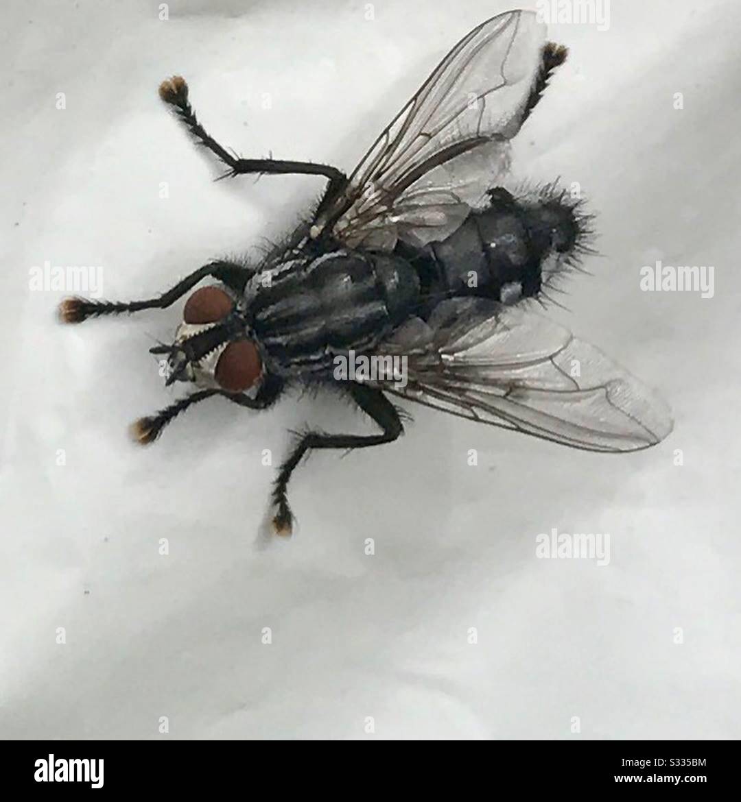 Big fly hi-res stock photography and images - Alamy