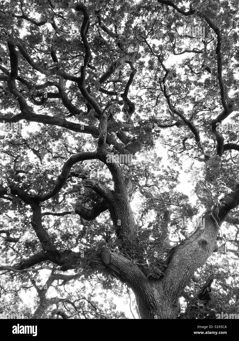 Oak tree in late summer Stock Photo - Alamy