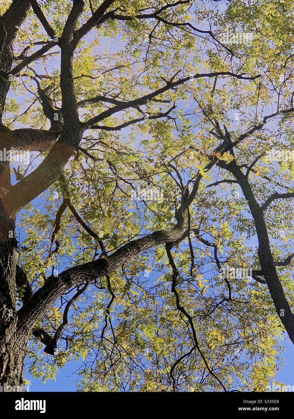 DUBUQUE, IOWA, Fall 2019--Landscape photo looking up through yellow ...