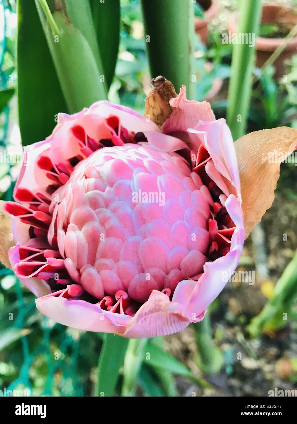Ginger Flower Cooking