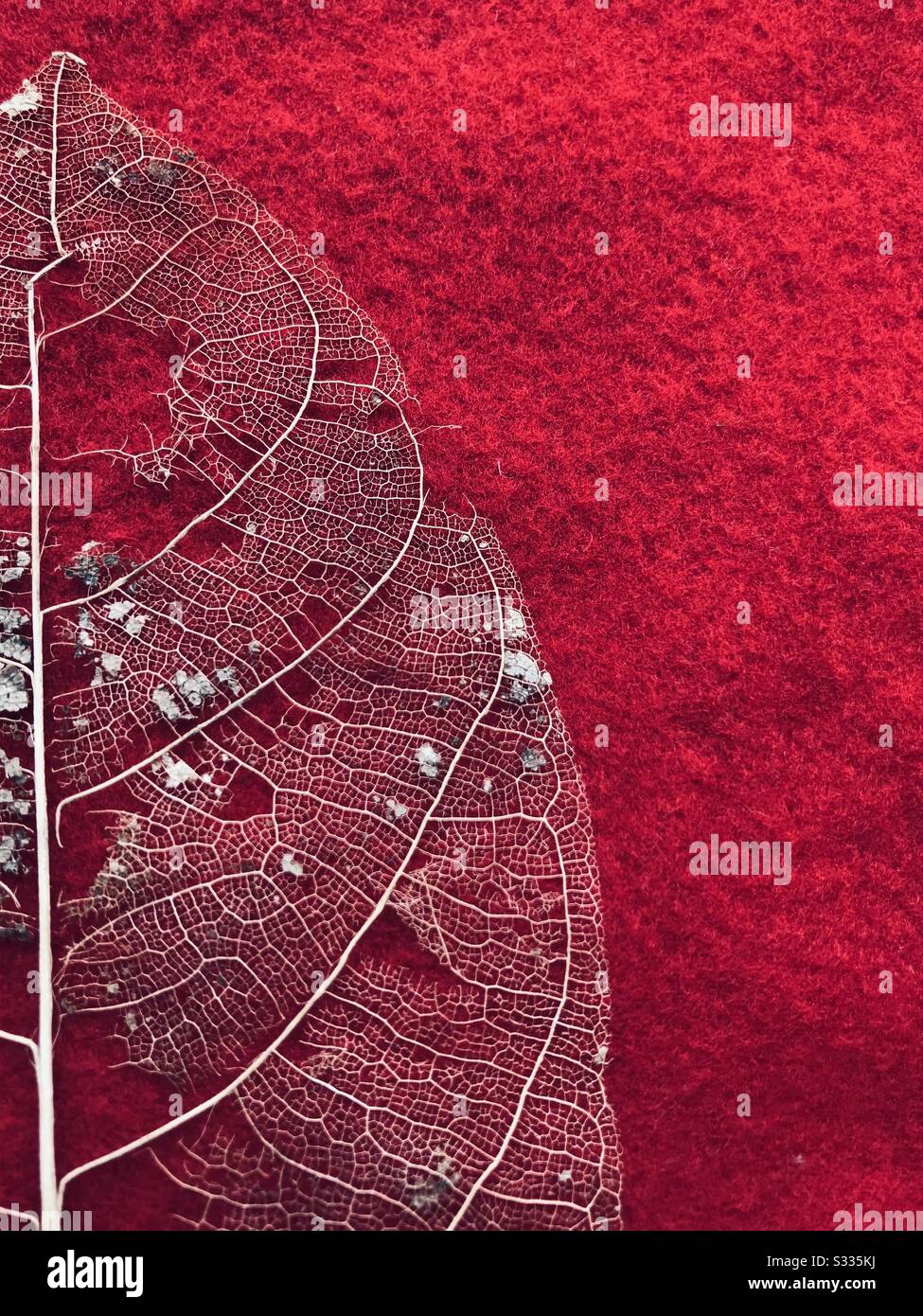 Cloth decay hi-res stock photography and images - Alamy