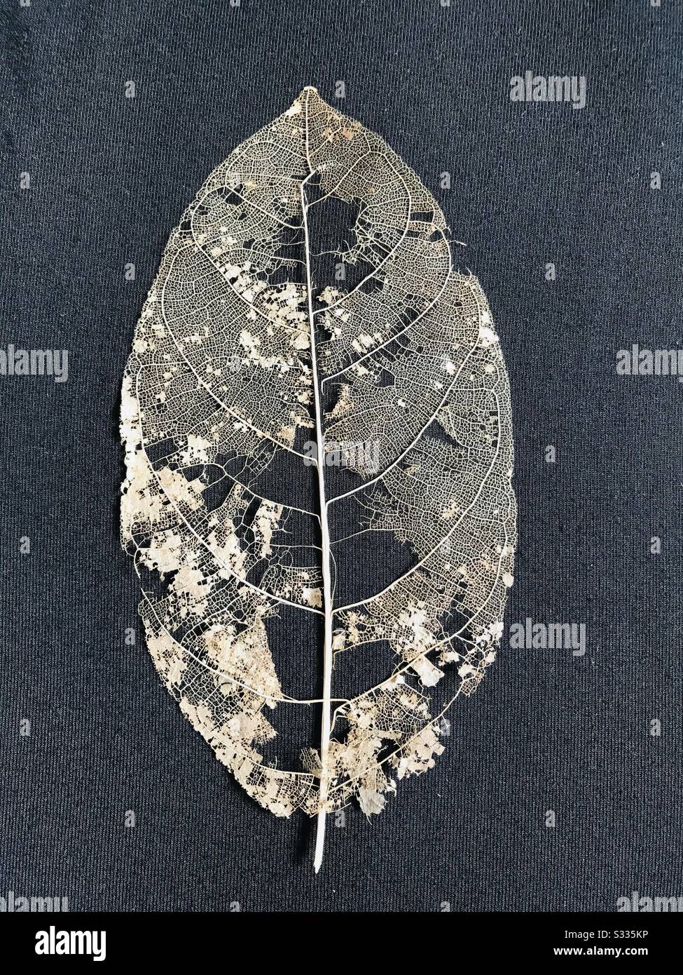 Angsana tree hi-res stock photography and images - Alamy