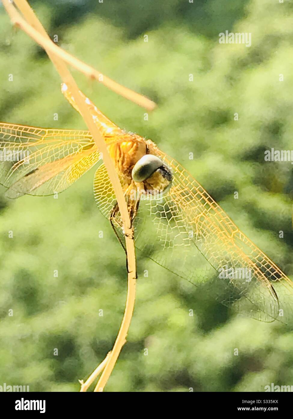Fly zoomed hi-res stock photography and images - Alamy