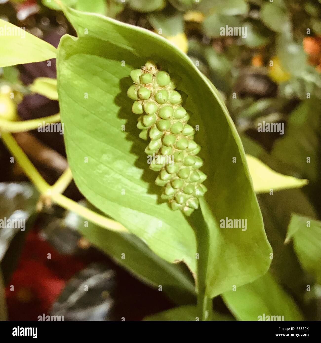 Tail like flower hi-res stock photography and images - Alamy