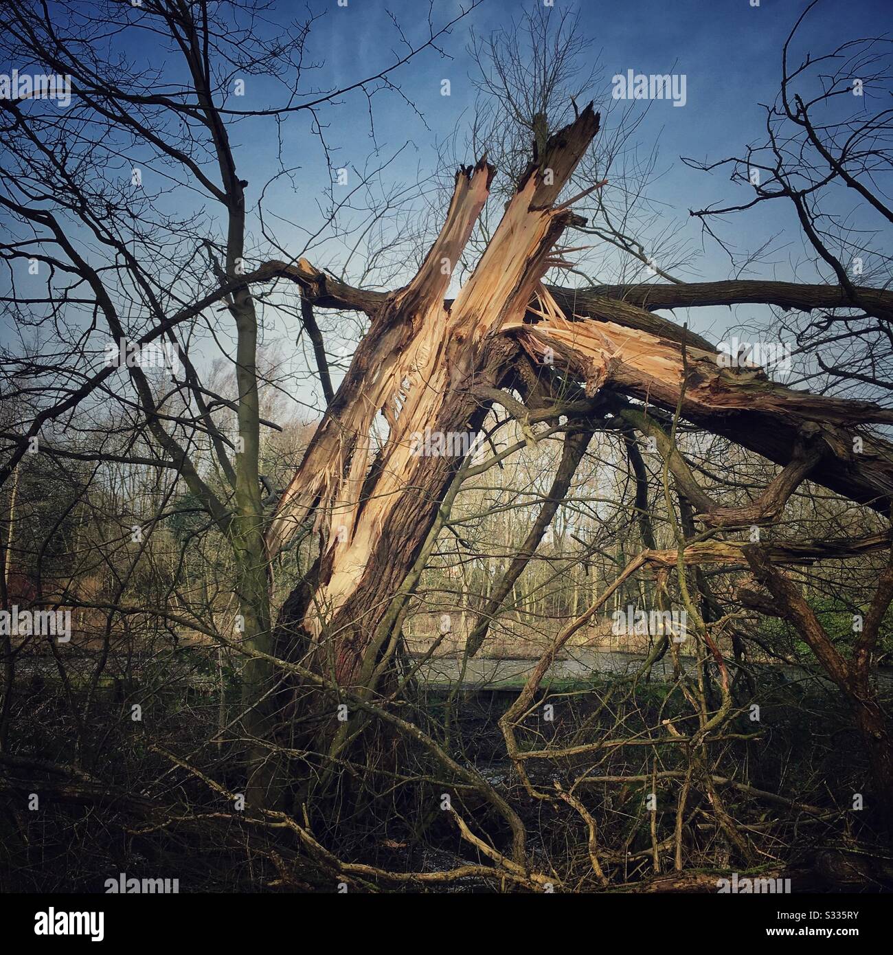 Storm damaged tree Stock Photo - Alamy