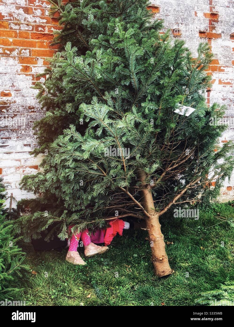 A Christmas tree leaned up against an outdoor wall with two little ...