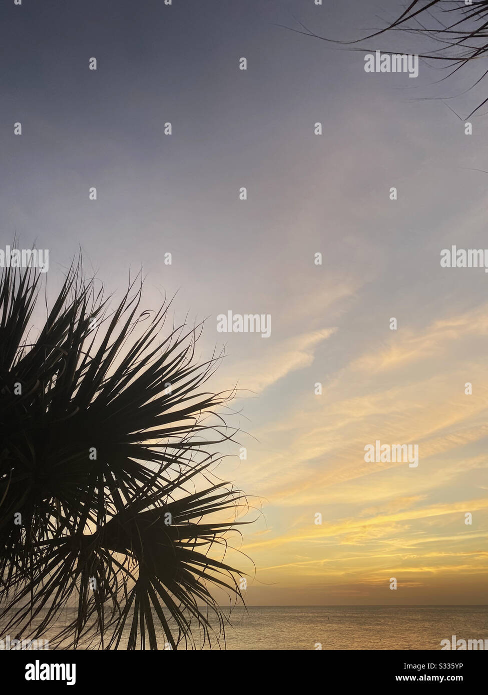 Foreground palm tree hi-res stock photography and images - Alamy