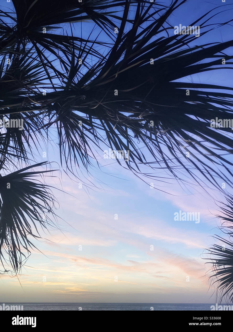 Silhouette of palm trees at sunset Stock Photo - Alamy