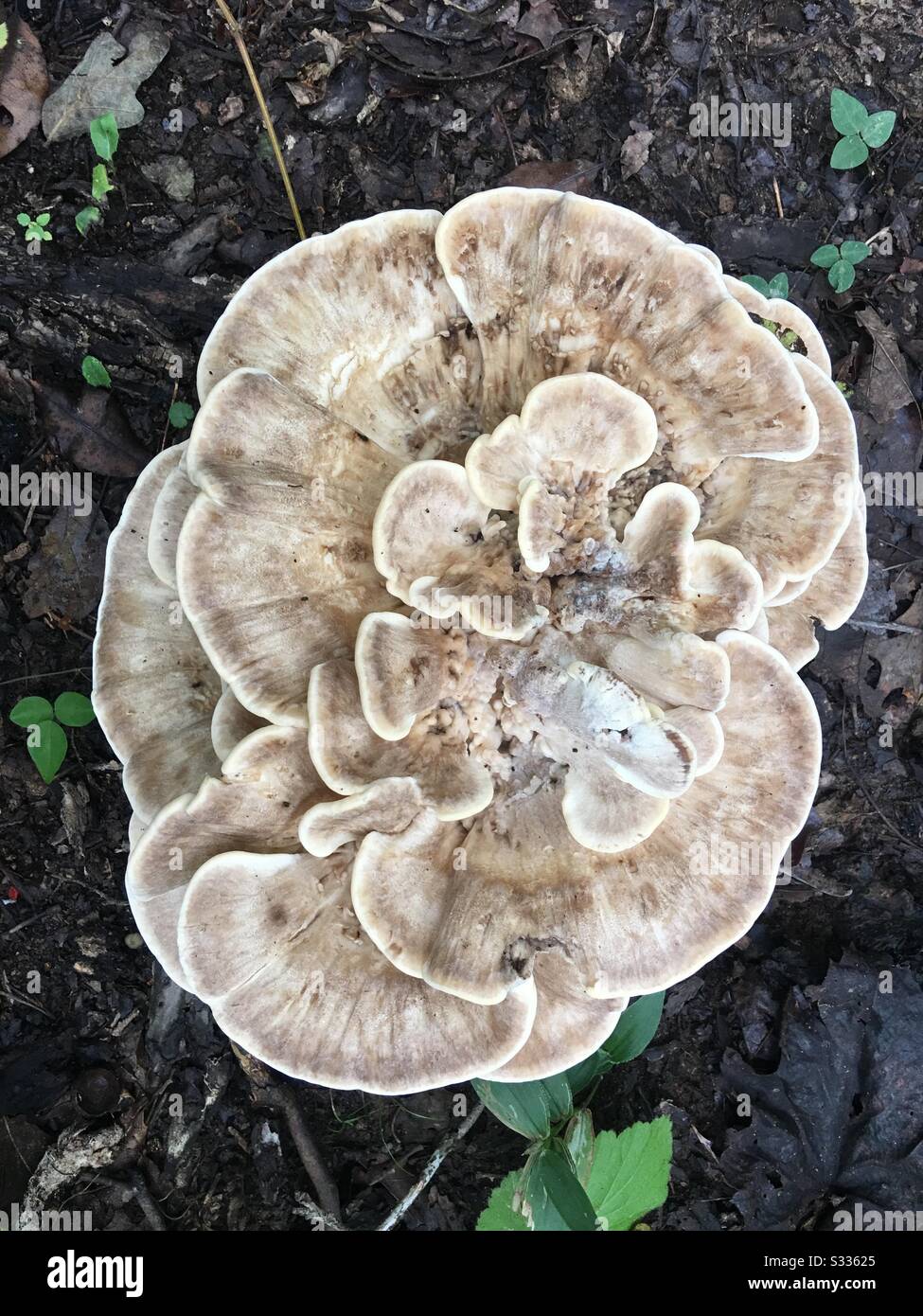 Black staining polypore mushroom hi-res stock photography and images ...