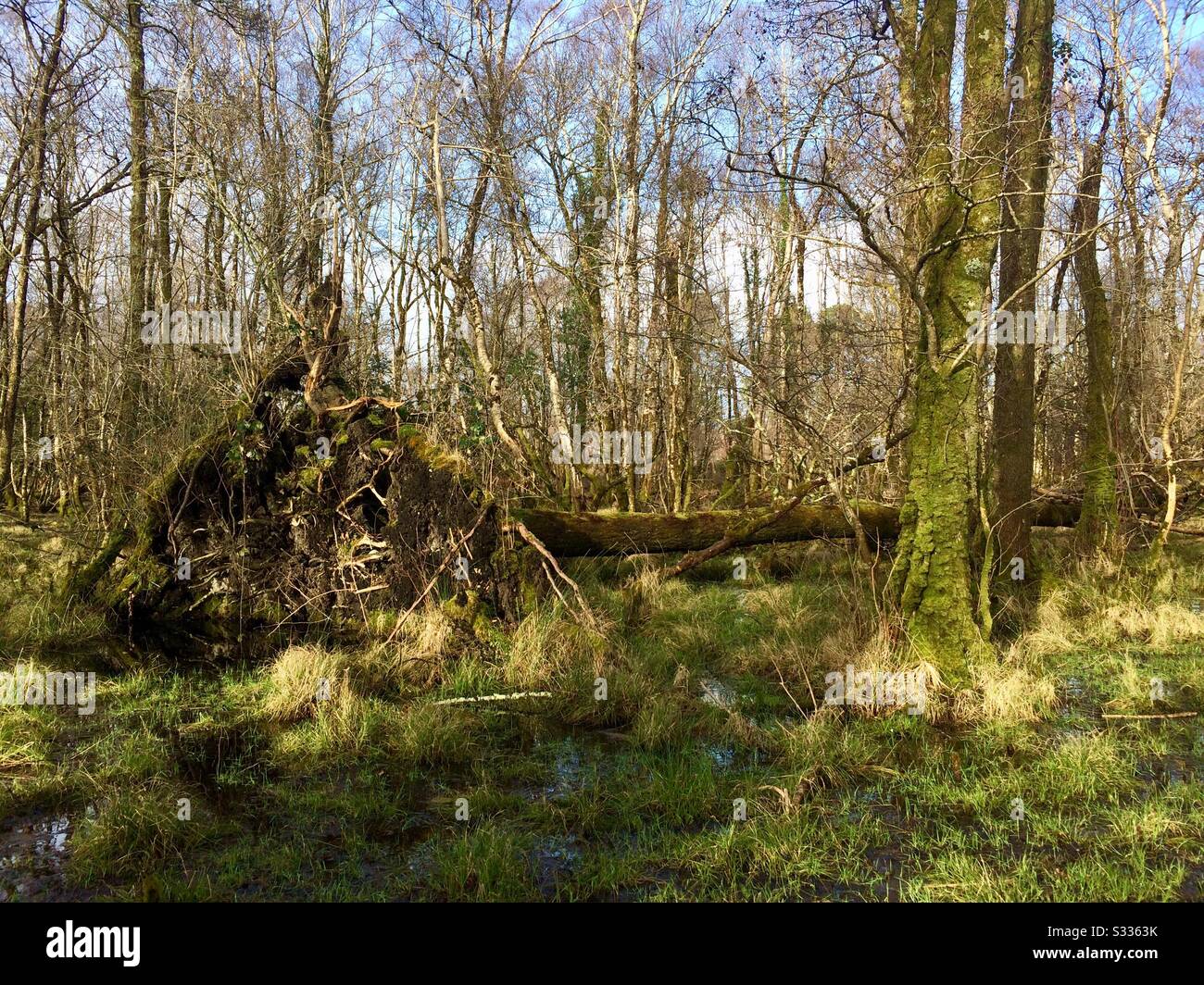 Muskeg bog hi-res stock photography and images - Alamy