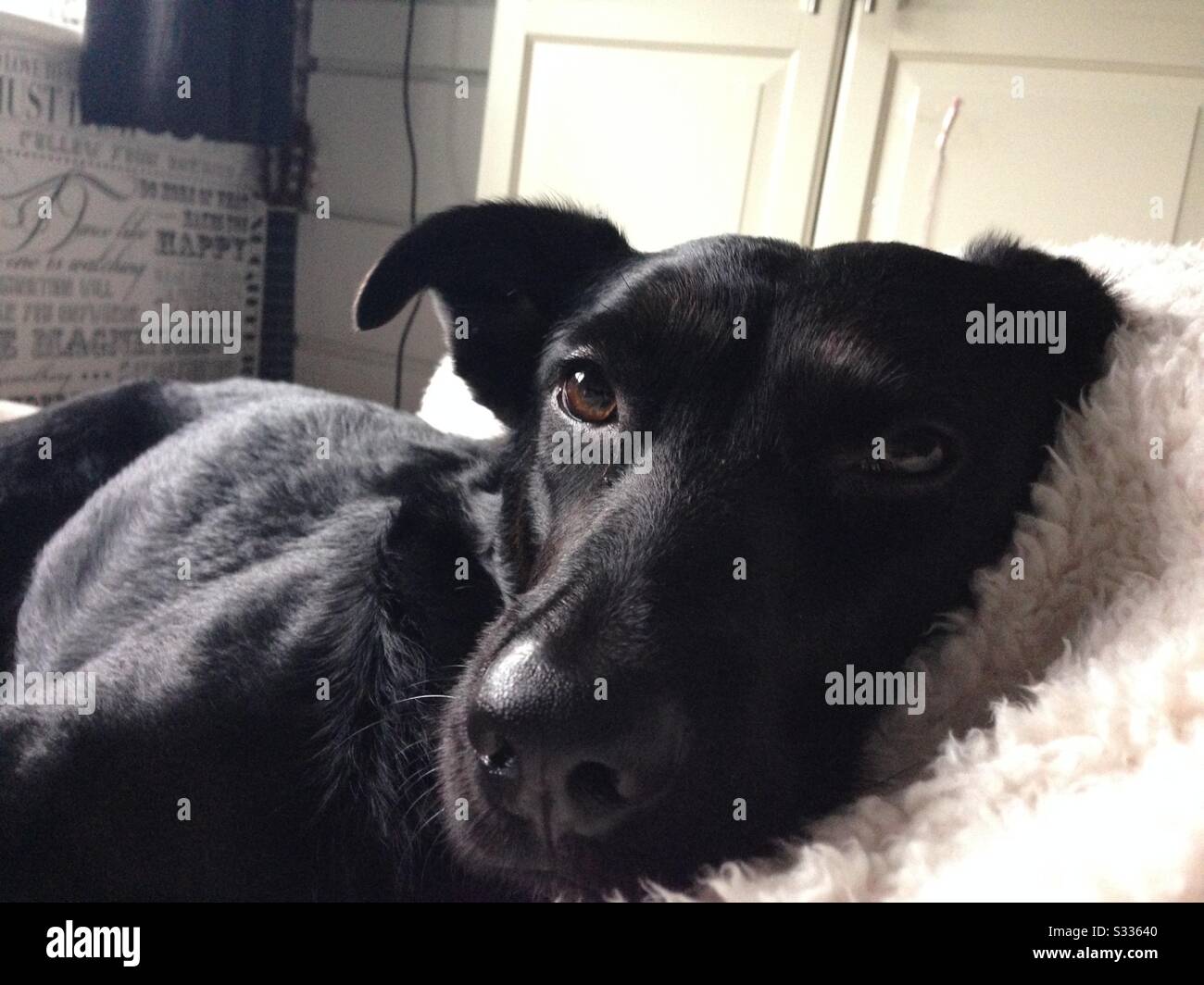 Sleepy doggo hi-res stock photography and images - Alamy Sleepy doggo hi-res stock photography and images - Alamy