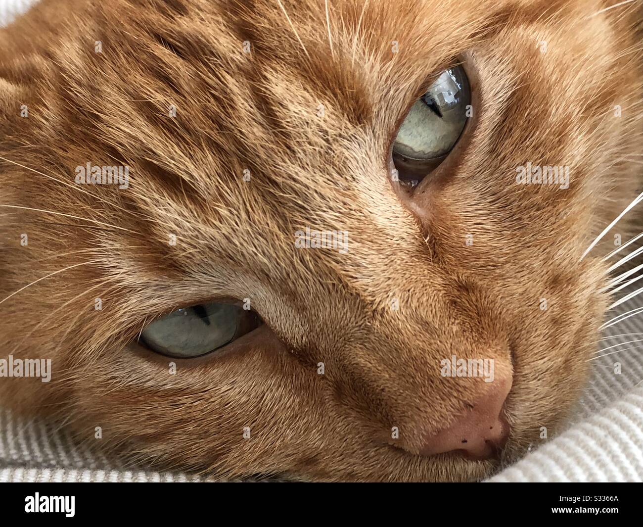 Cat close up portrait hi-res stock photography and images - Alamy