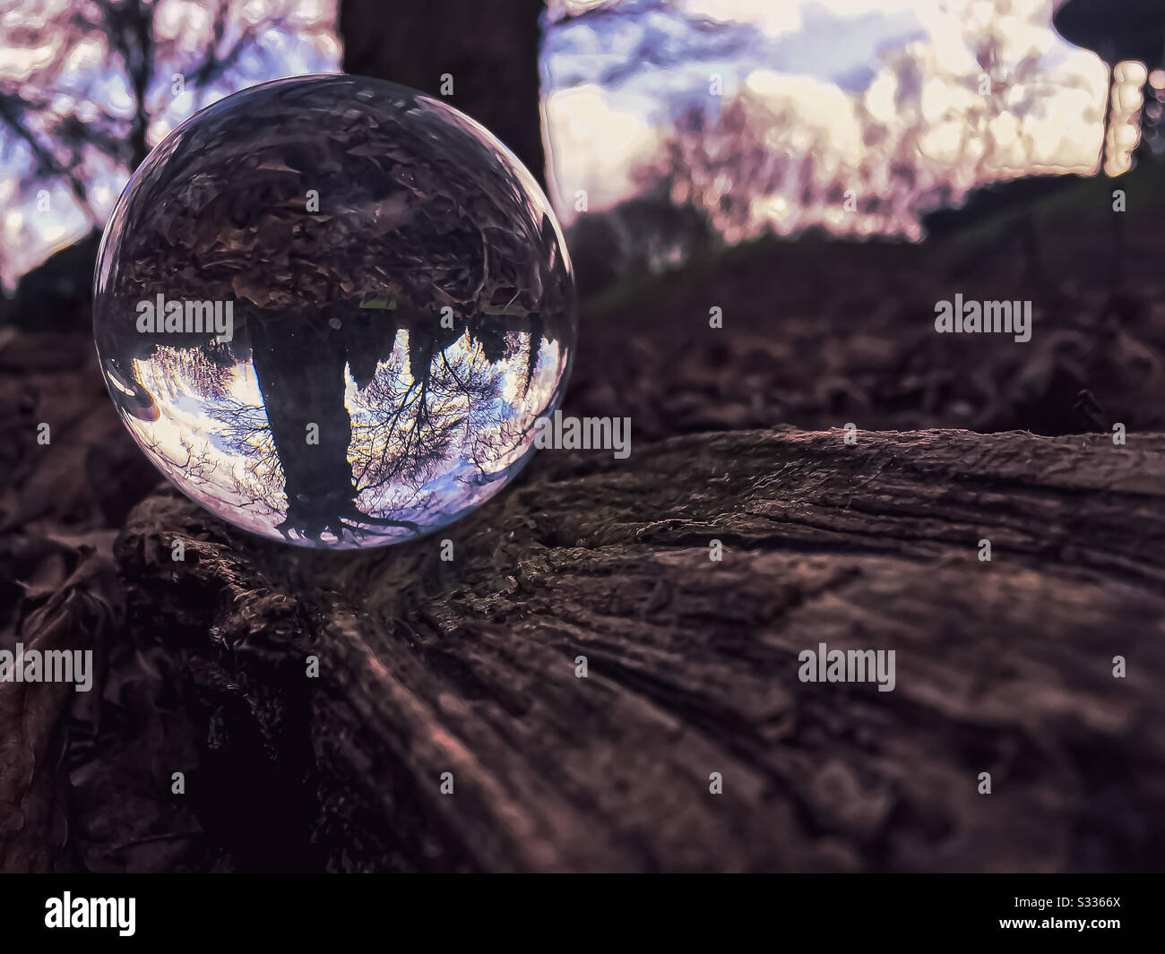 Lens ball tree hi-res stock photography and images - Alamy