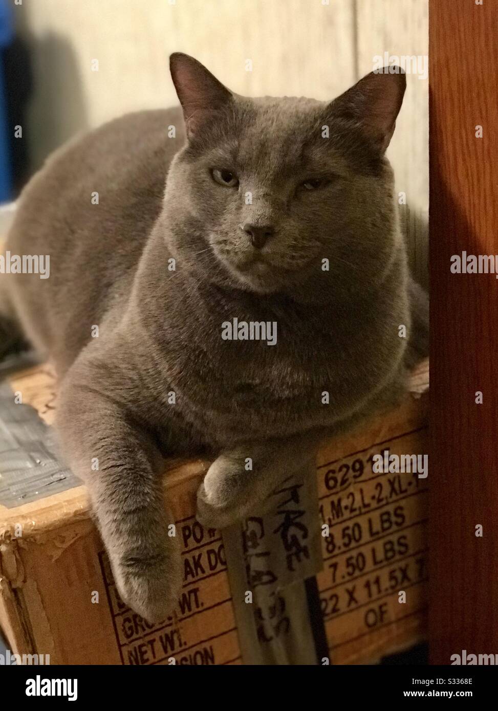 Portrait of beautiful indoor pet companion male Russian blue cat with ...