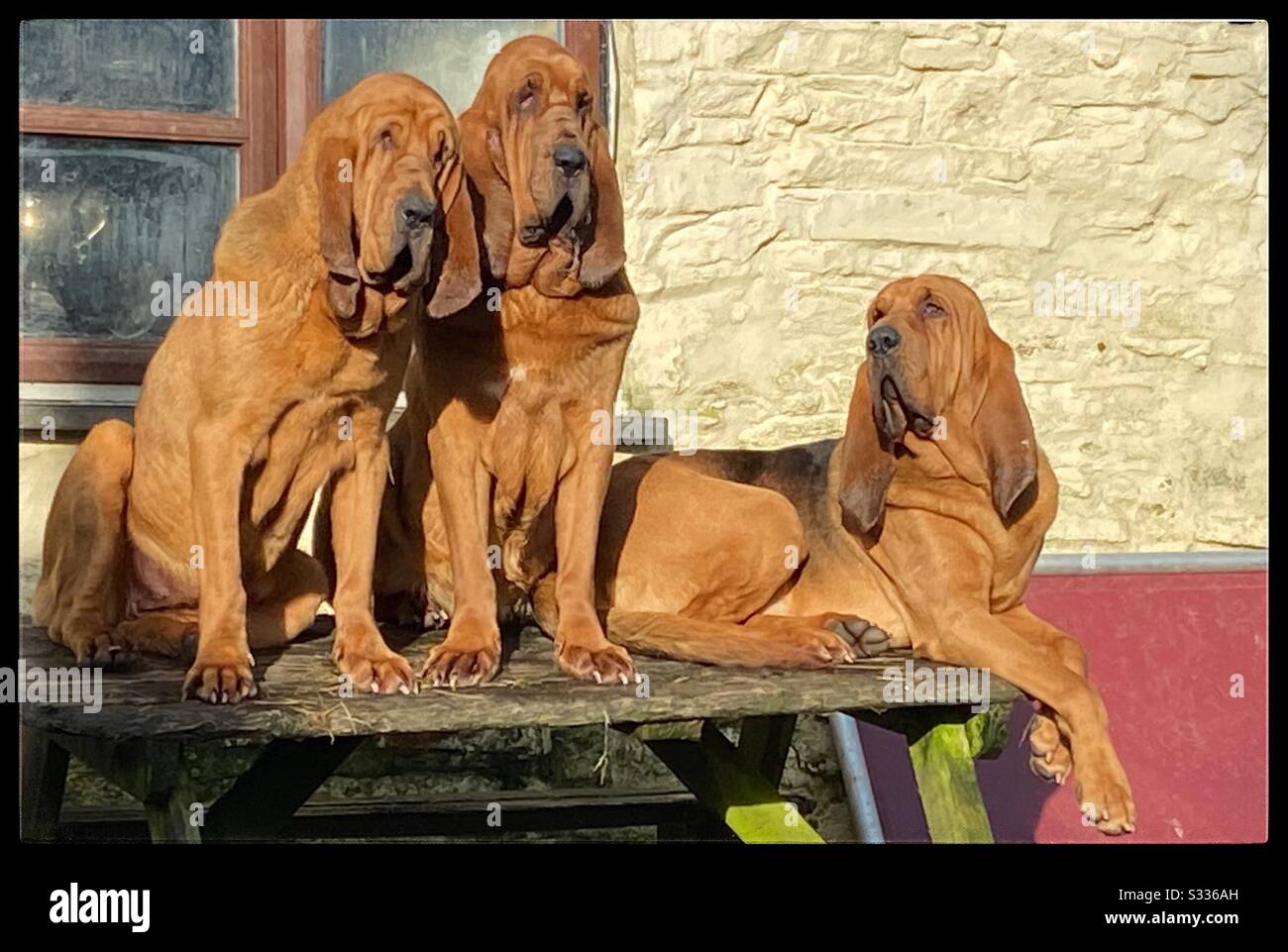 Bloodhounds hi-res stock photography and images - Alamy
