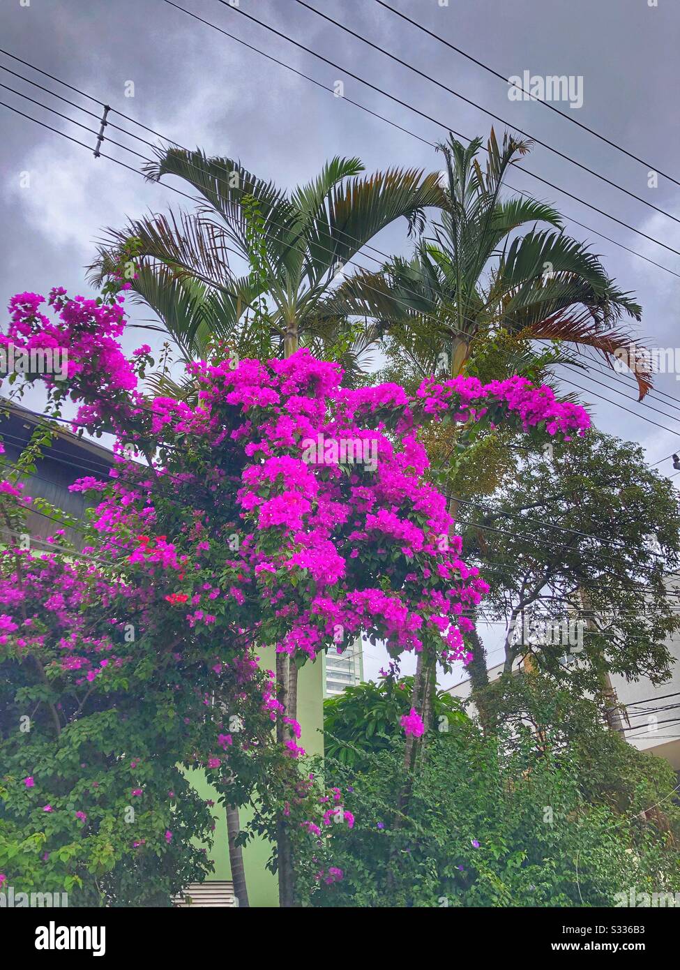 Fuchsia colour hi-res stock photography and images - Alamy