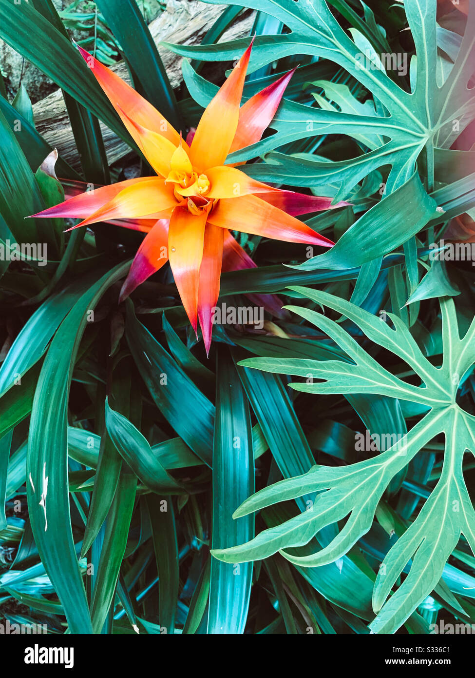 Tropical plants conservatory hi-res stock photography and images - Alamy