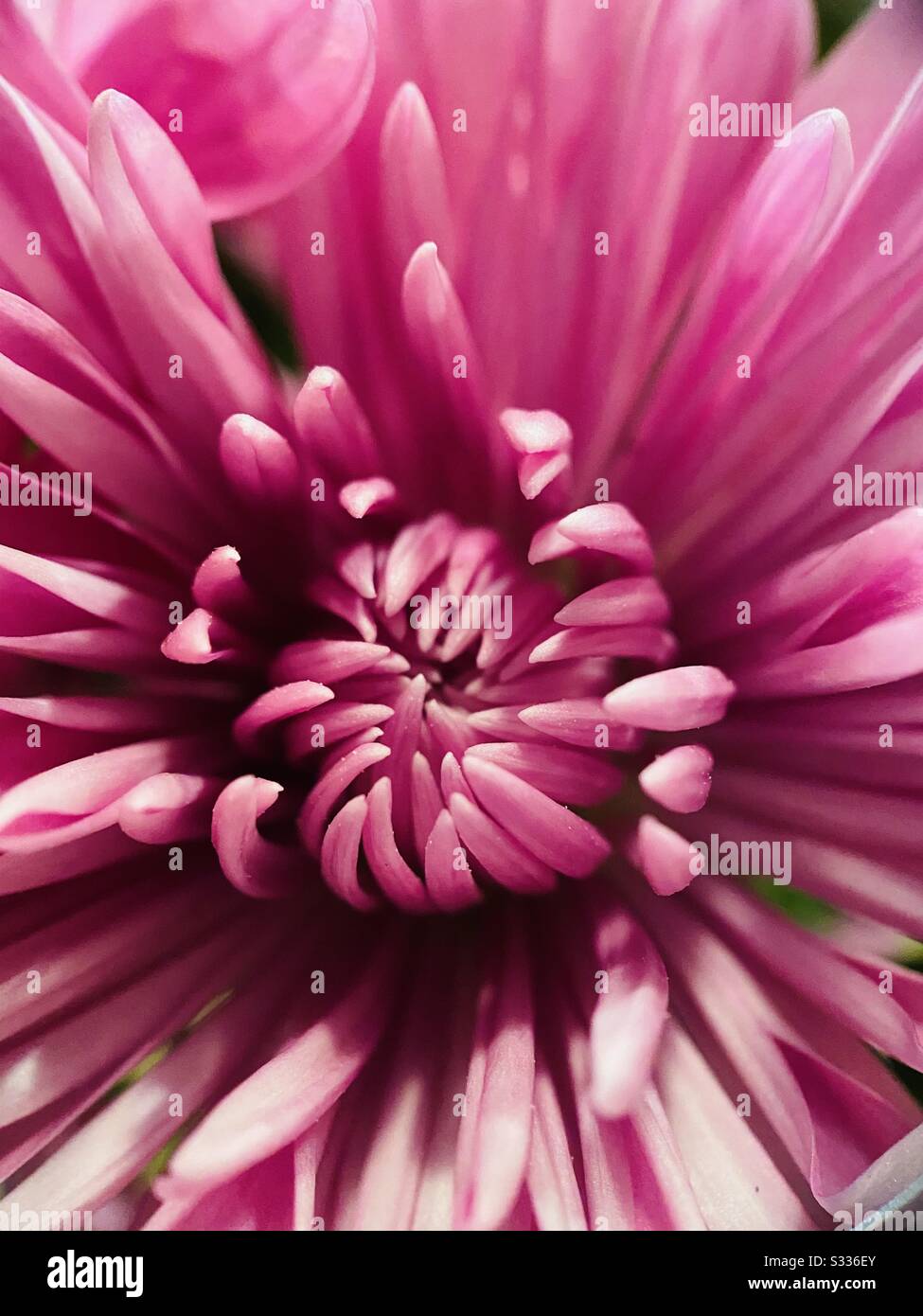 Open like flower hi-res stock photography and images - Alamy