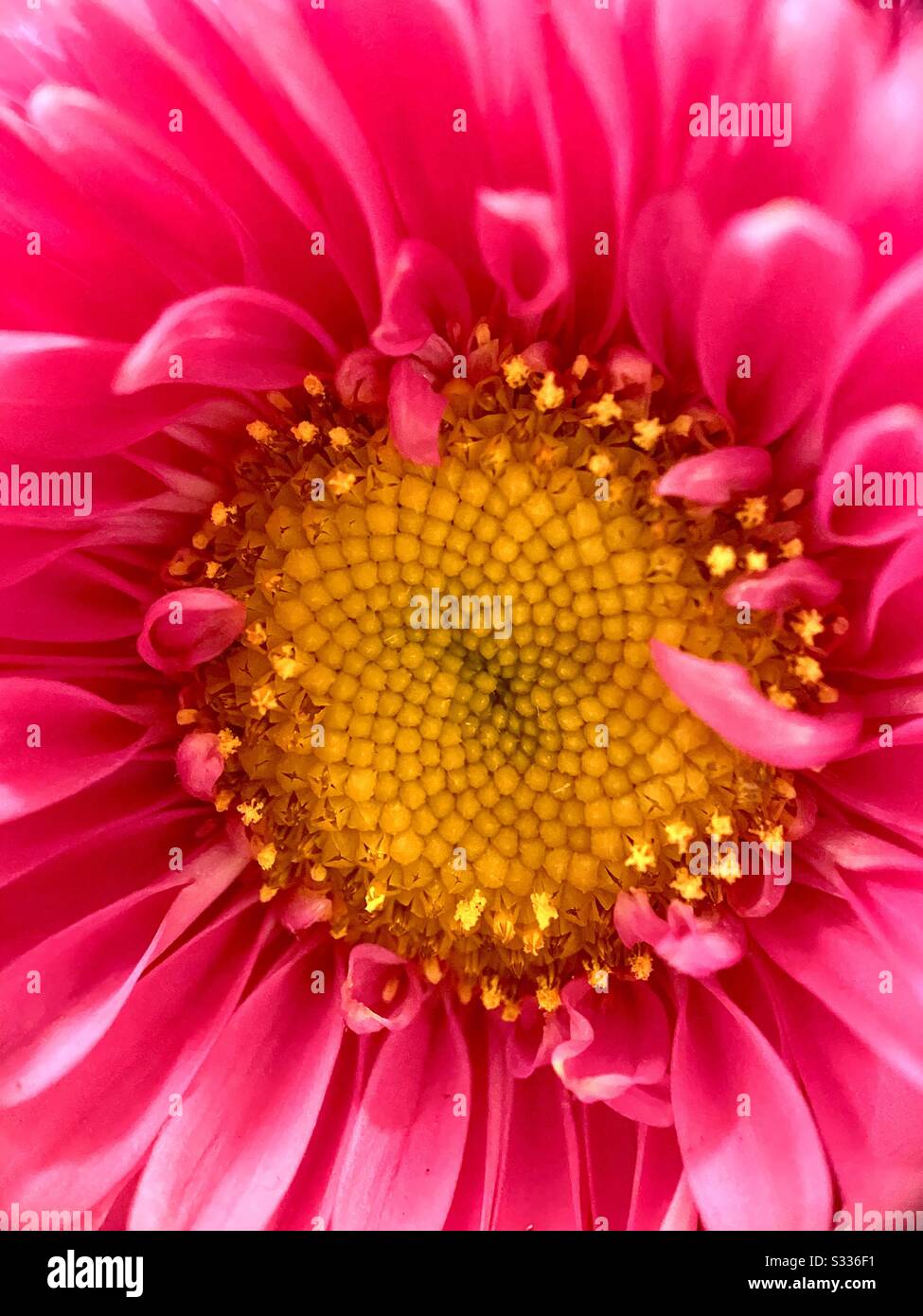 Pink flower mandala hi-res stock photography and images - Alamy