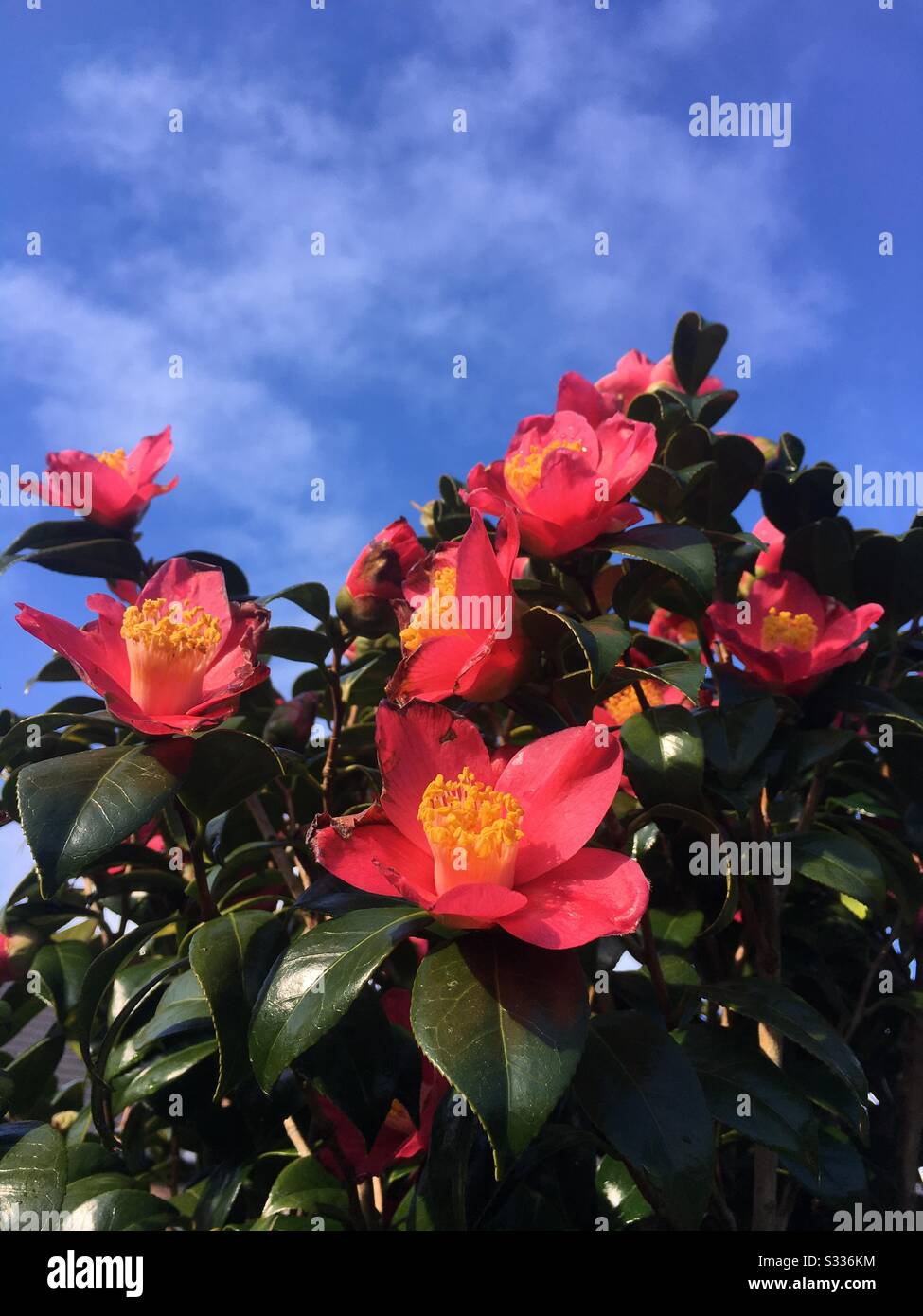 Sky pink blue yellow hi-res stock photography and images - Alamy