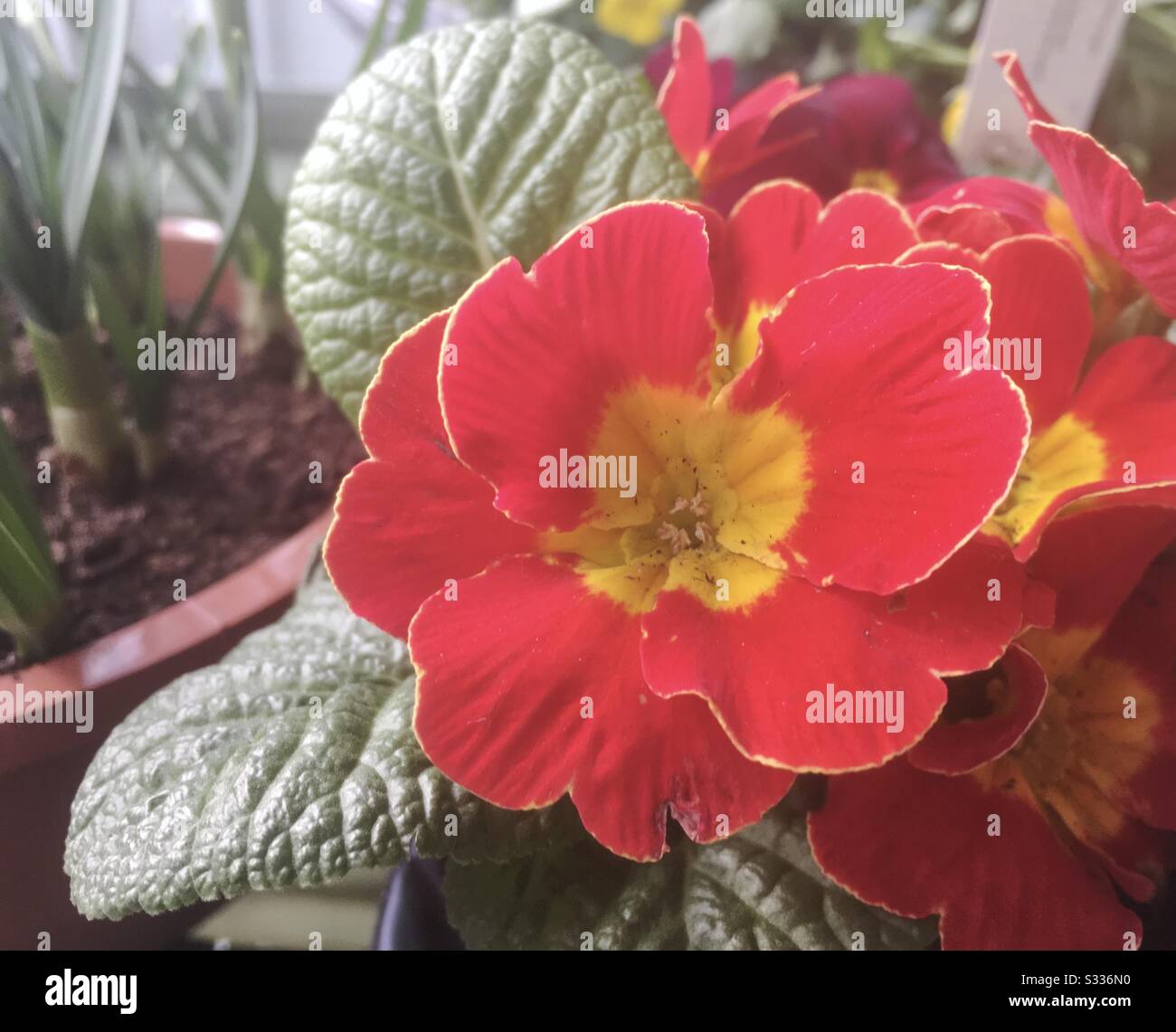 Polyanthus or primrose hi-res stock photography and images - Alamy