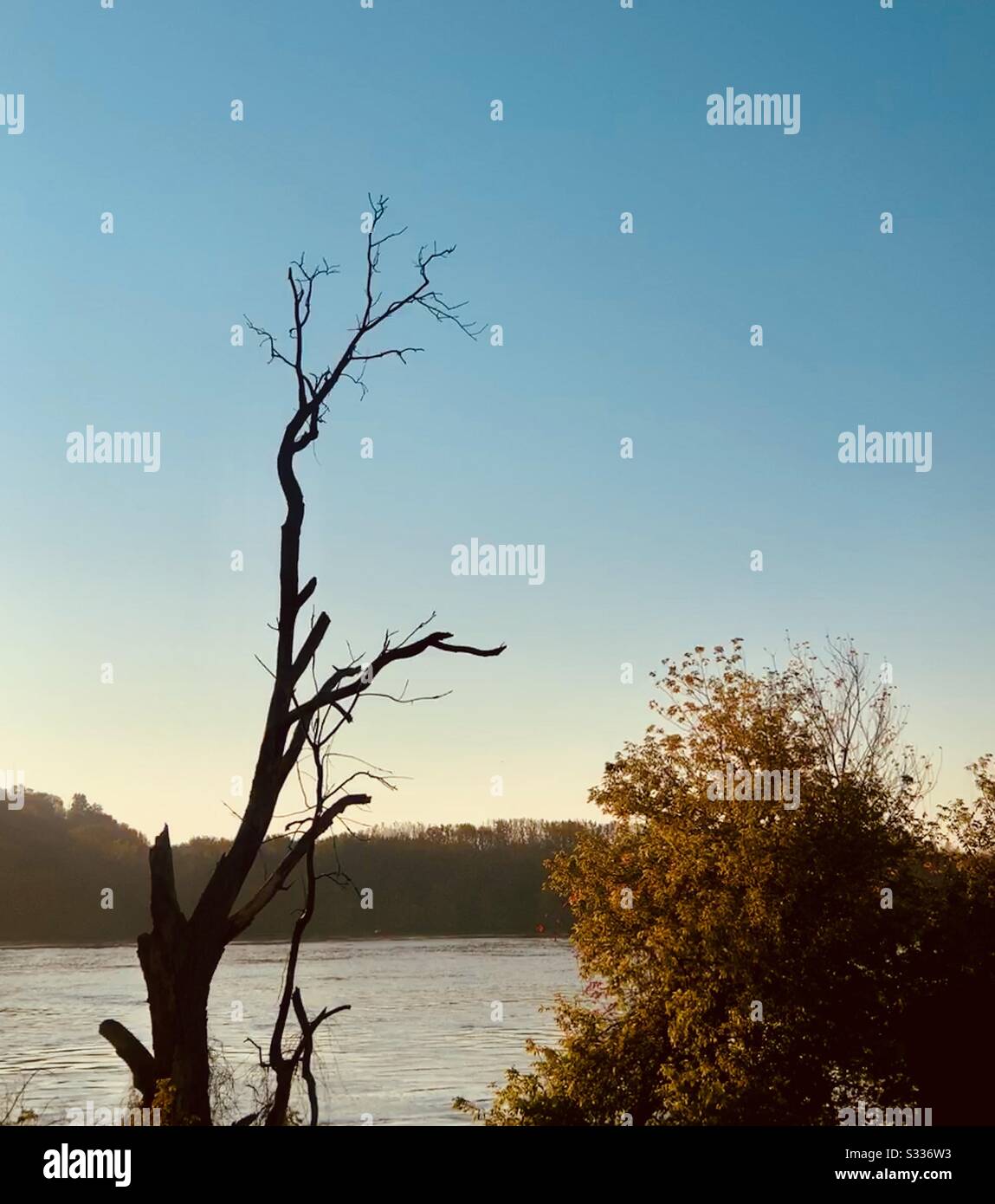 Dead vegetation hi-res stock photography and images - Alamy