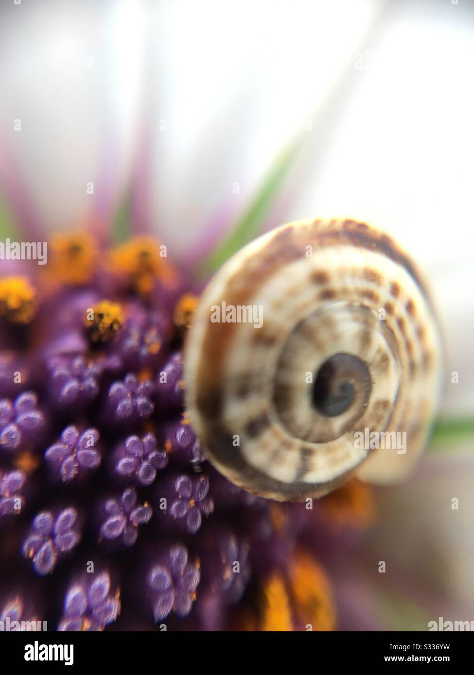 Flower and Shell Stock Photo - Alamy